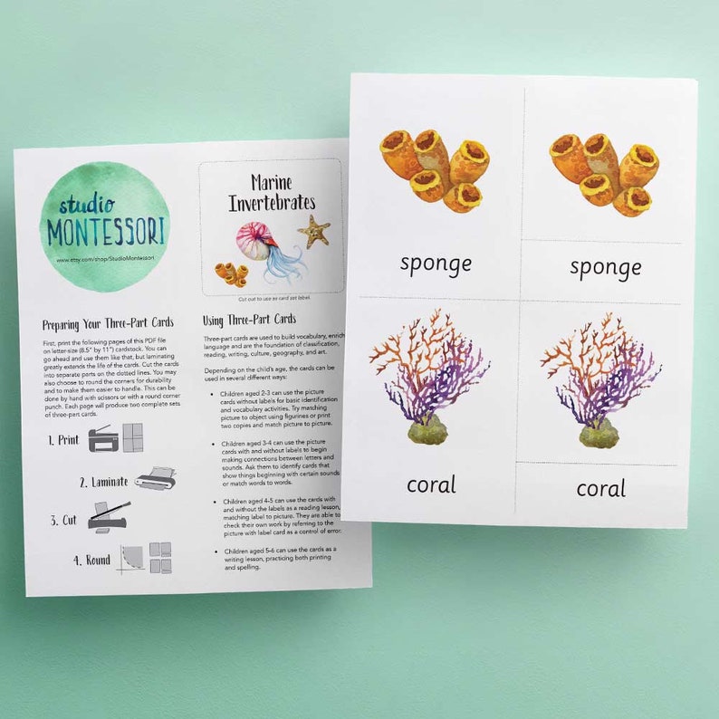 3-part Cards: Marine Invertebrates (printable PDF) - Etsy