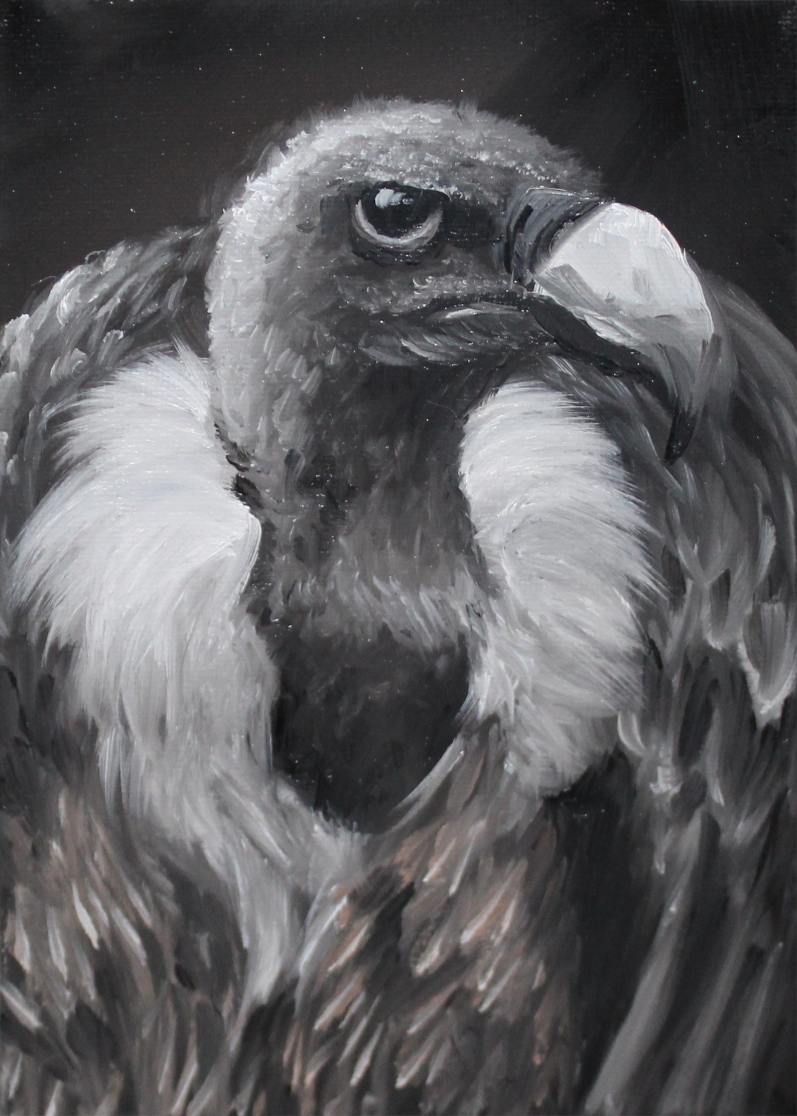 3x4" Magnet Bird Birds Ornithology Owl Raven Crow Eagle Hawk Roadrunner ...