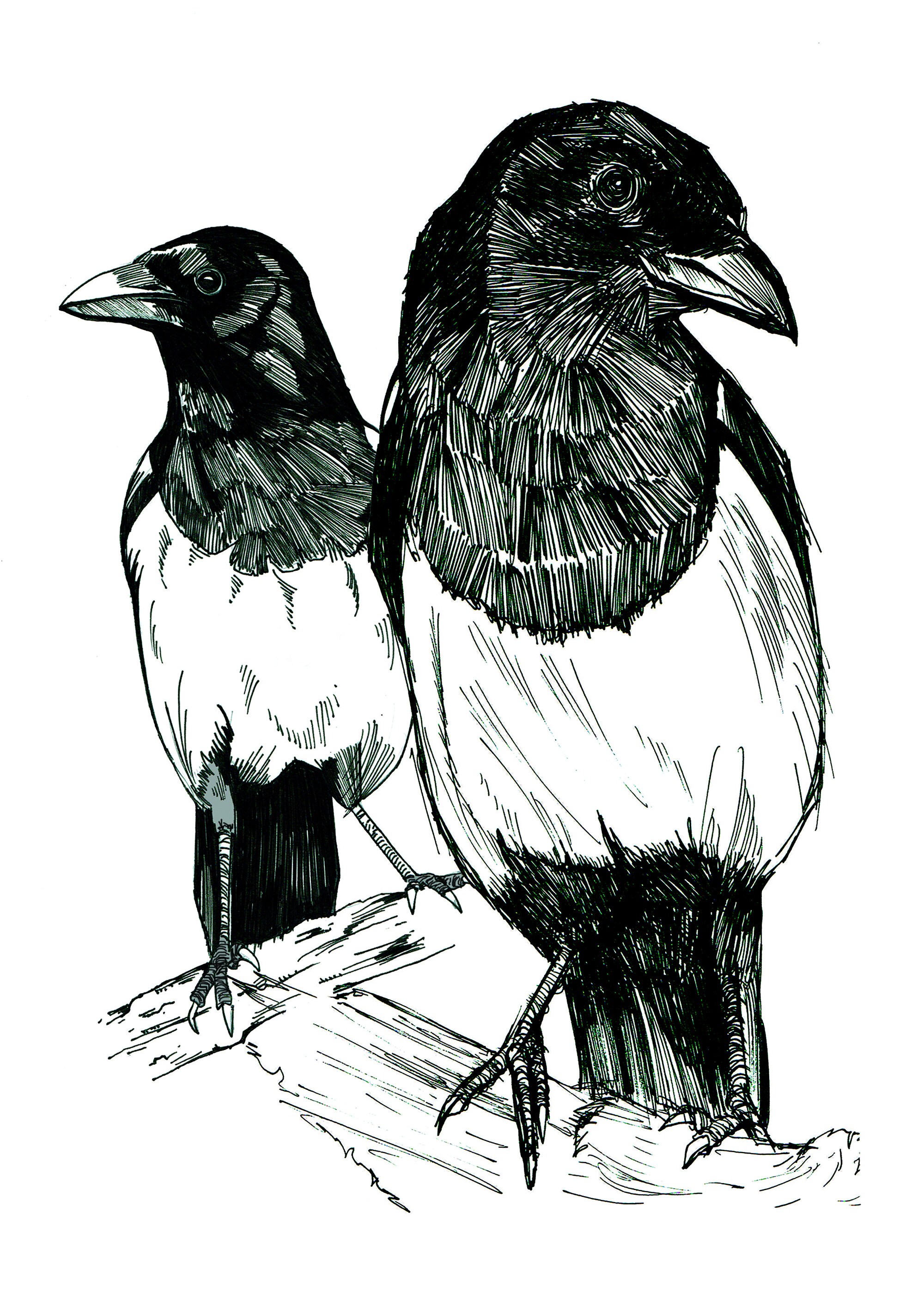Two Magpies Artwork Signed Print A4 Size 12 X 8 - Etsy