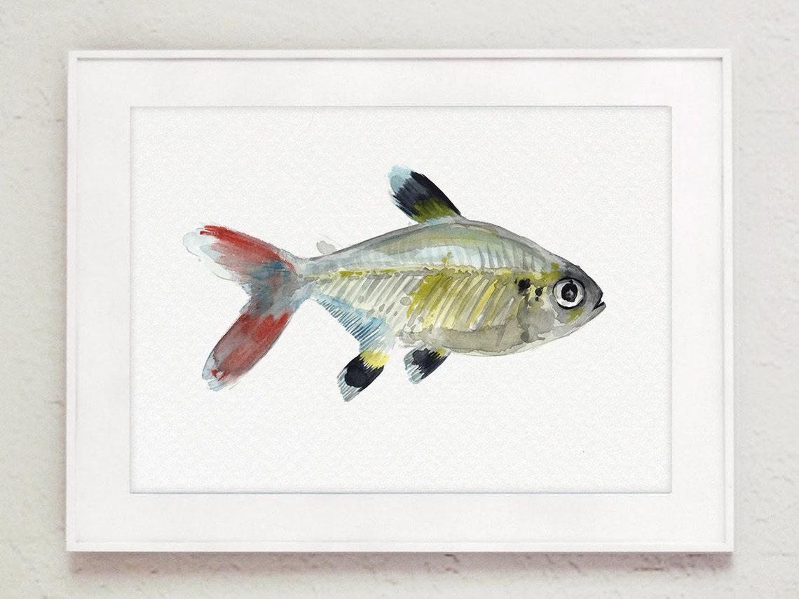 Fish Wall Art Fish Art Print X-ray Colorful Decor Abstract - Etsy