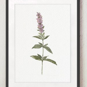 Basil Print, Basil Painting, Basil Herb Kitchen Art, Basil Purple ...