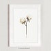 Vintage Cotton Print Cotton Wall Art White Cotton Poster - Etsy