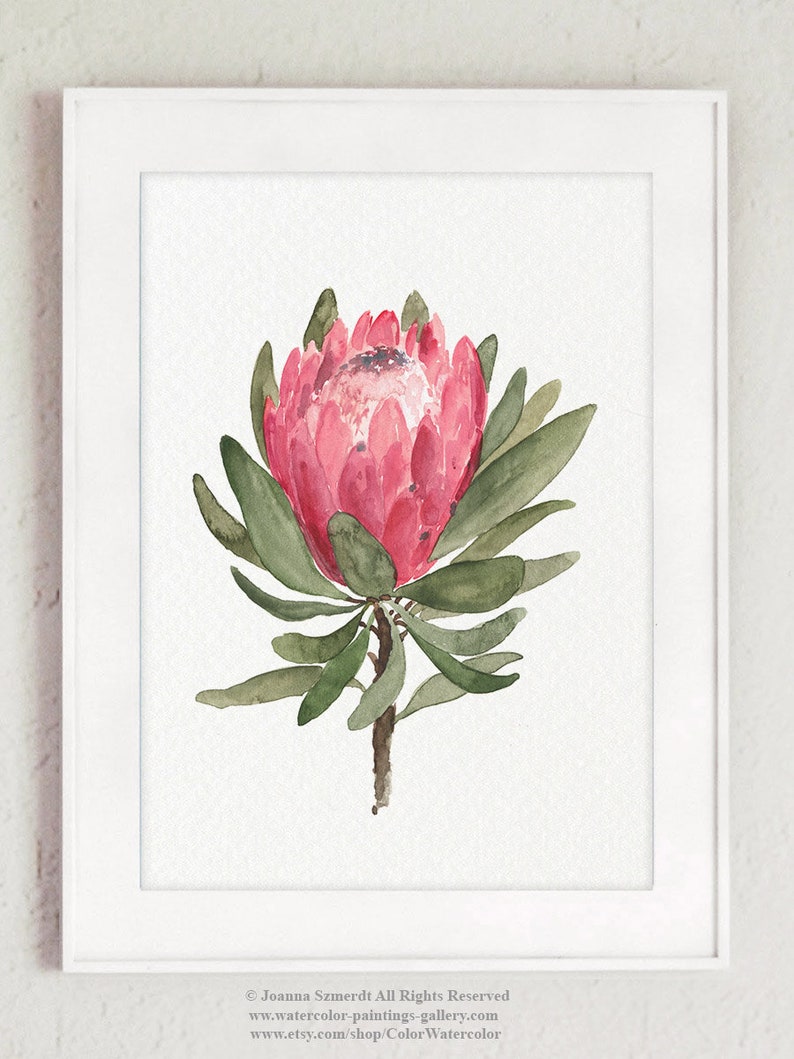 Protea Flowering Plant Art Print Pink Flower Green Leaves Set - Etsy