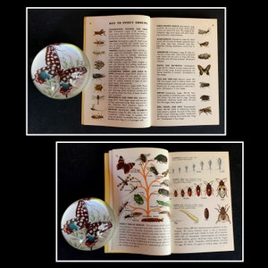 A Golden Guide Insects. 1956. - Etsy