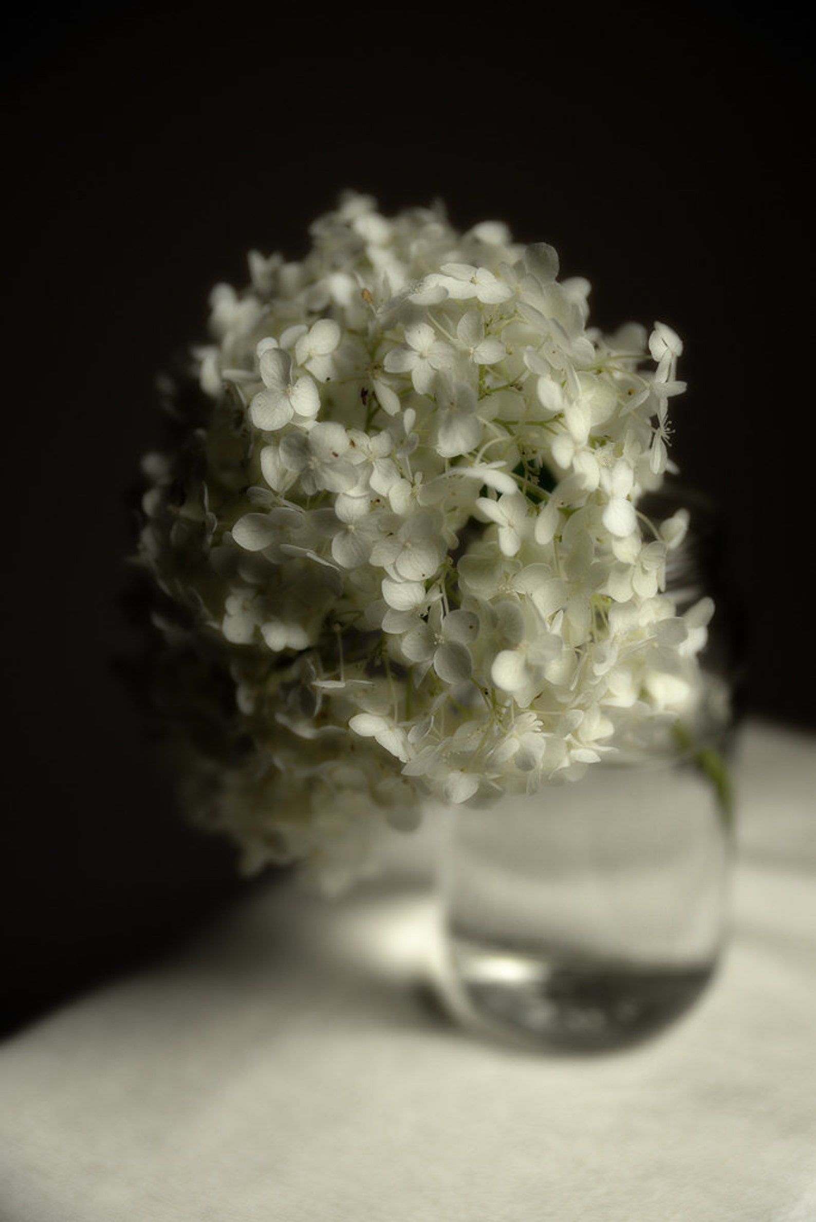 Sepia Flower Print, Floral Wall Art, Dreamy Flower Art, Sepia ...