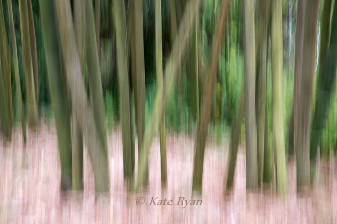 Bamboo Trees Wall Art, Modern Abstract Botanical Tropical Landscape ...