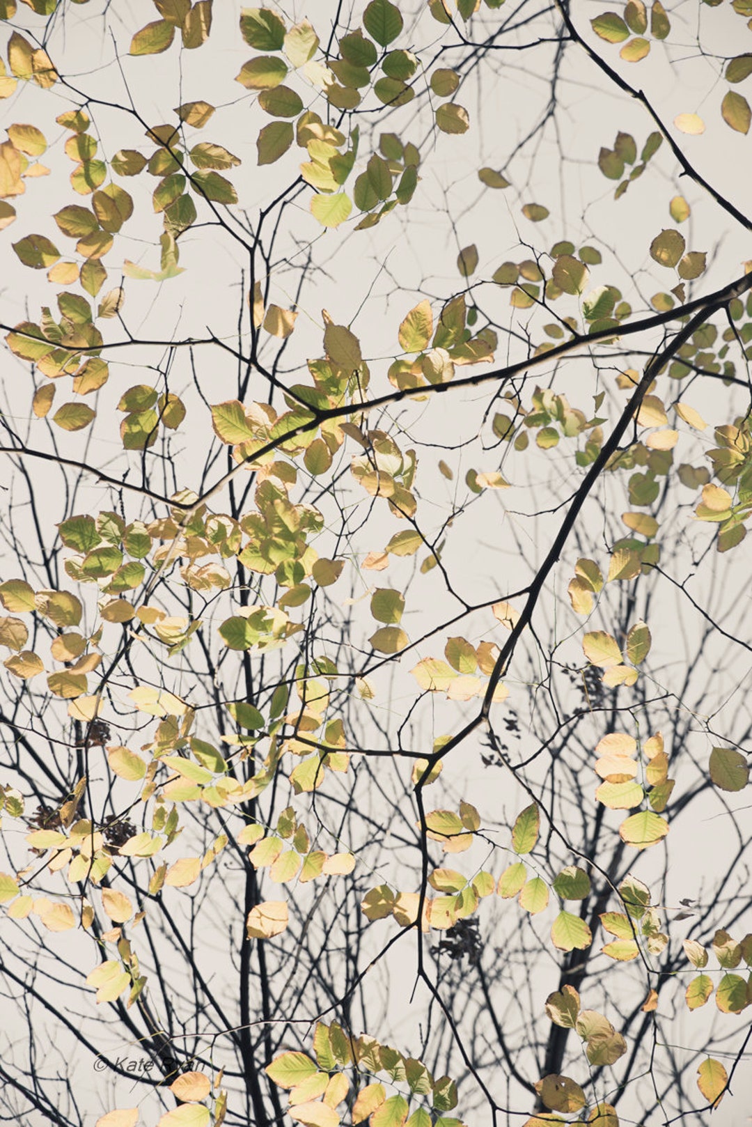 Asian Inspired, Nature Photography, Yellow Leaves, Tree Art Print ...