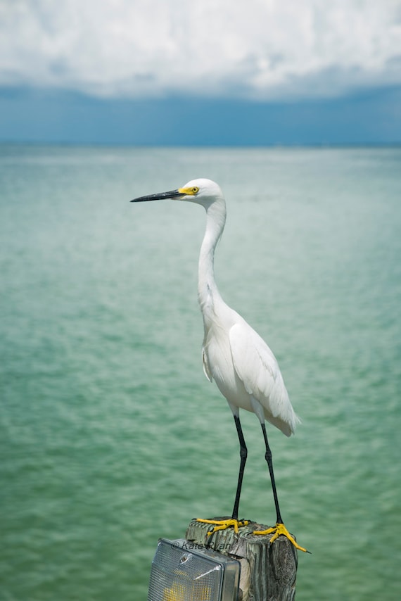 Photography Pensacola Florida Photograph // White Bird Print // Bird ...