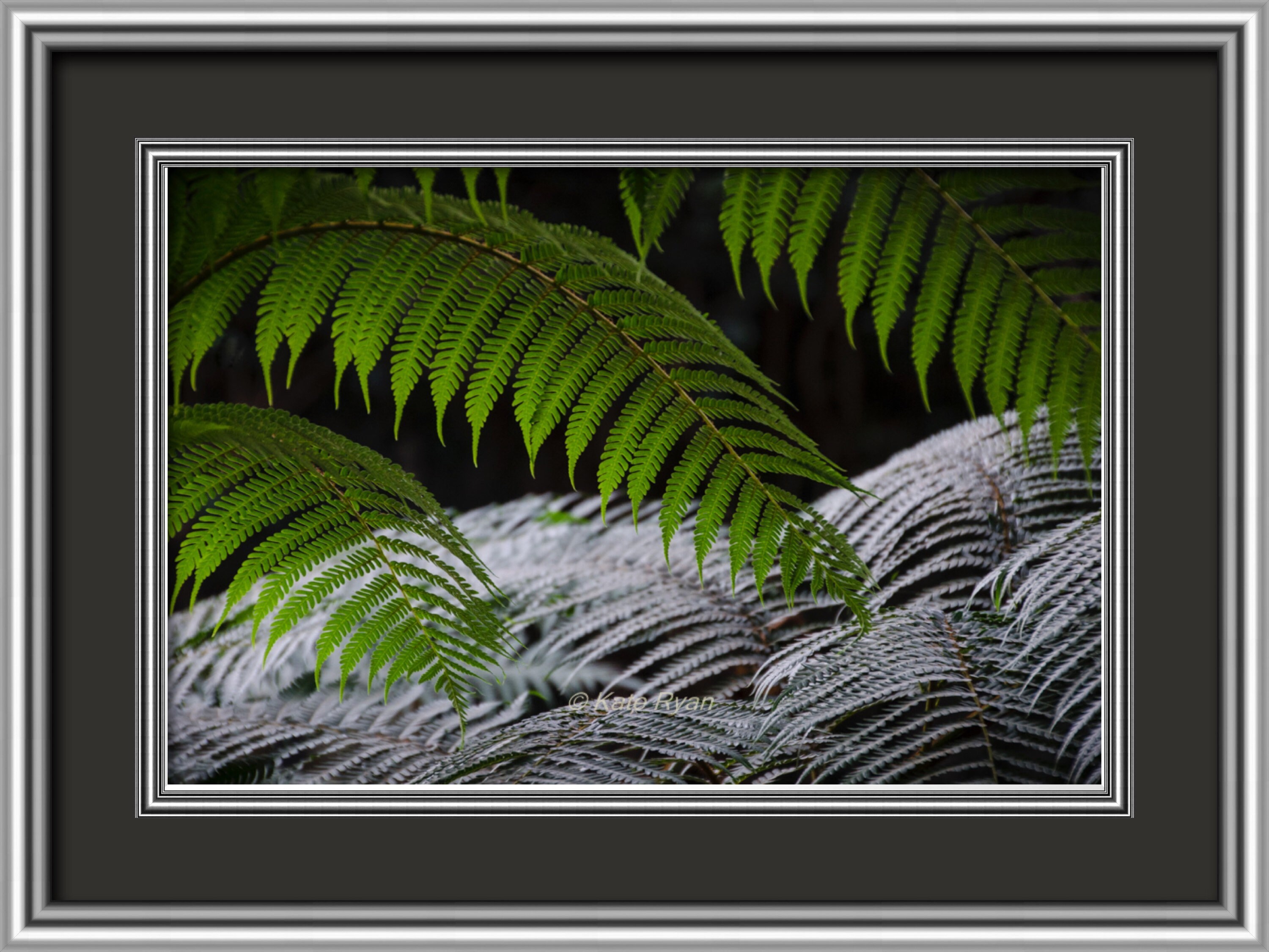 Bold Modern Wall Art, Fern Leaves Photograph, Nature Art, Greenery ...