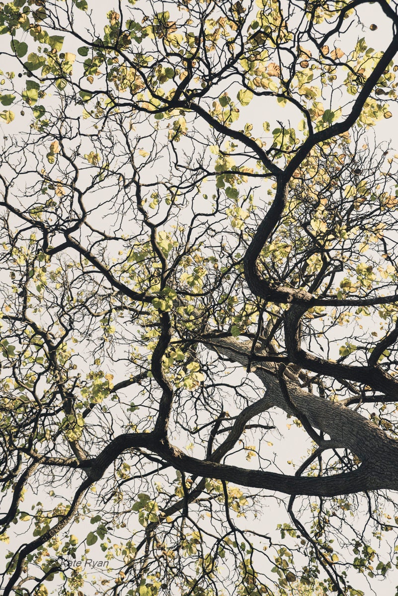 Asian Inspired, Nature Photography, Yellow Leaves, Tree Art Print ...