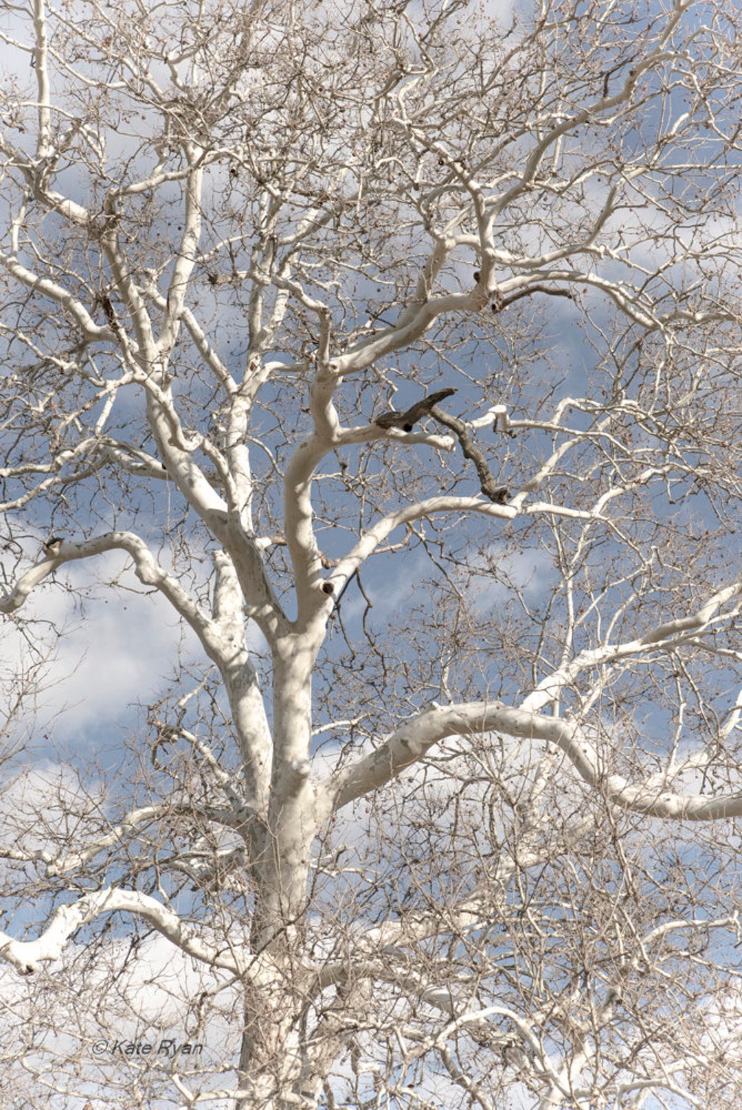 Winter Sycamore Tree Art, Winter Tree Print, Nature Wall Art ...