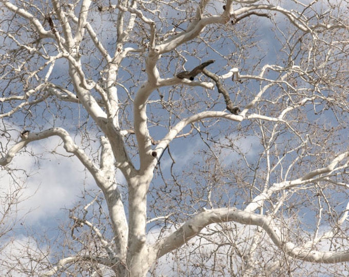 Winter Sycamore Tree Art Winter Tree Print Nature Wall Art - Etsy