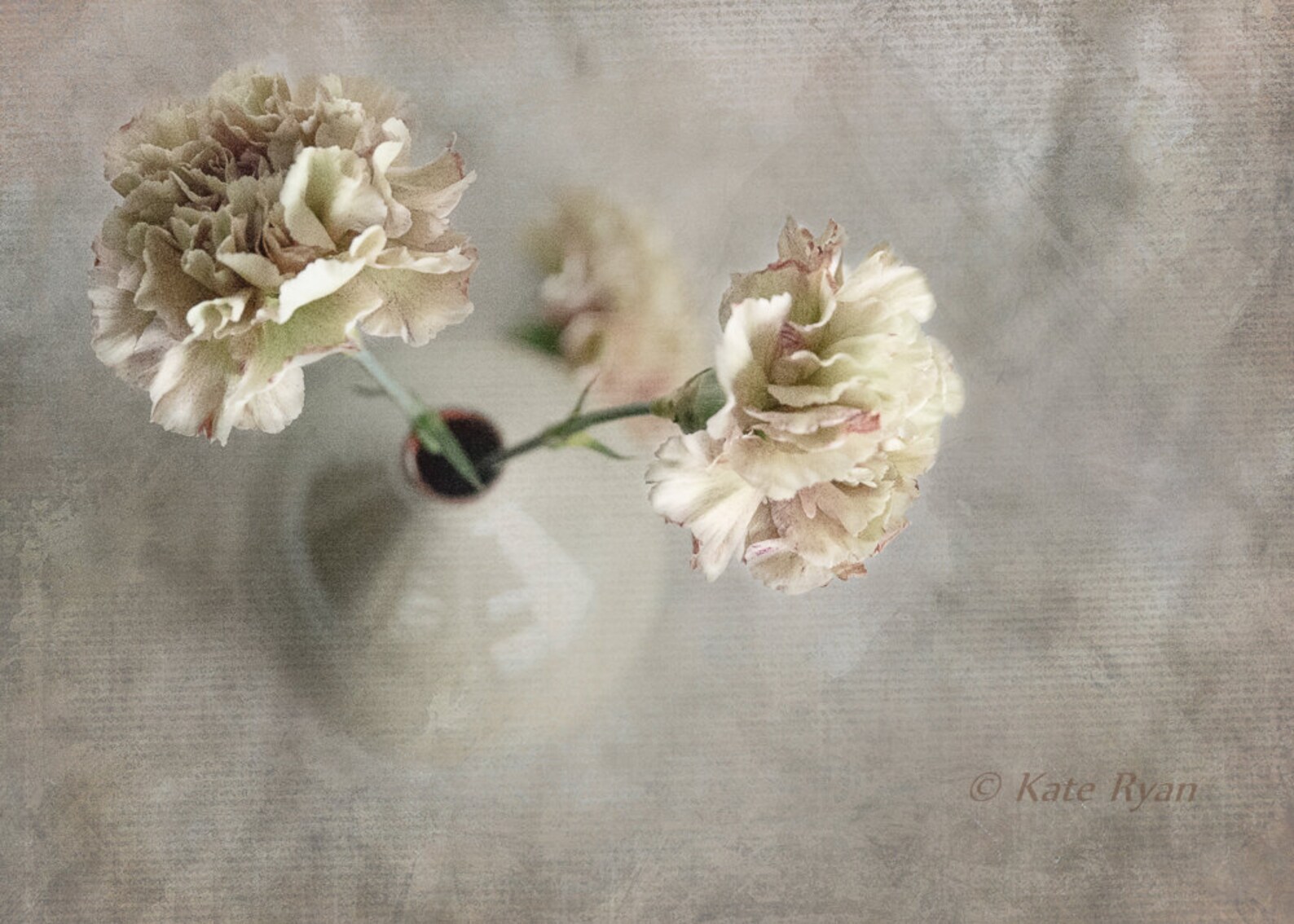 Flower Photography, Neutral Decor, Carnations, Cream Beige Tones ...