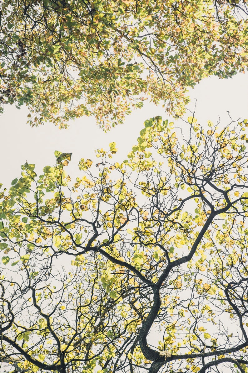 Asian Inspired, Nature Photography, Yellow Leaves, Tree Art Print ...