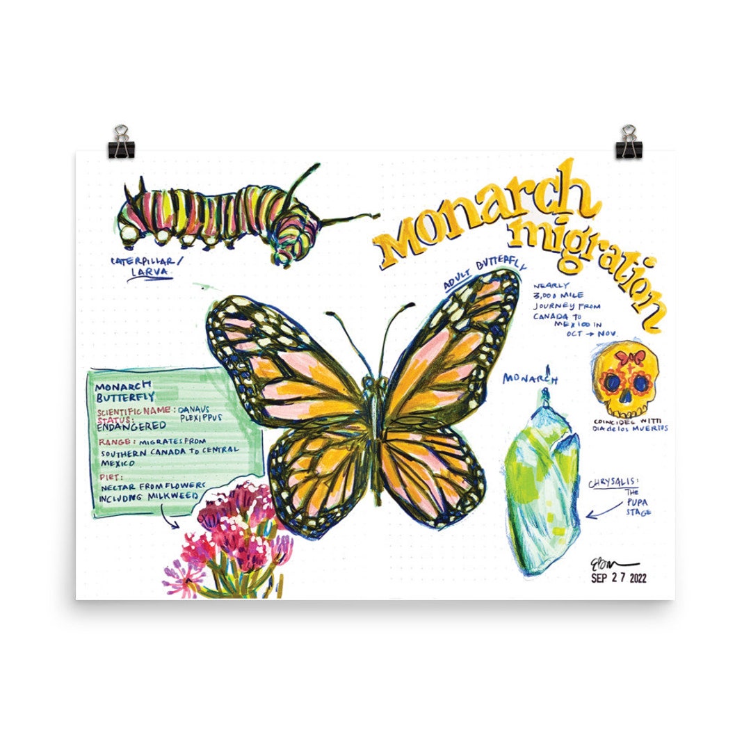 Monarch Butterfly Migration Naturalist Poster - Etsy