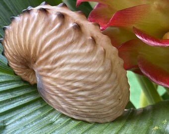 Argonaut Shell | Etsy