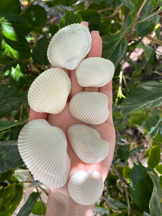 Seashell Incongruous Ark & Cut-ribbed Ark Seashells anadara - Etsy
