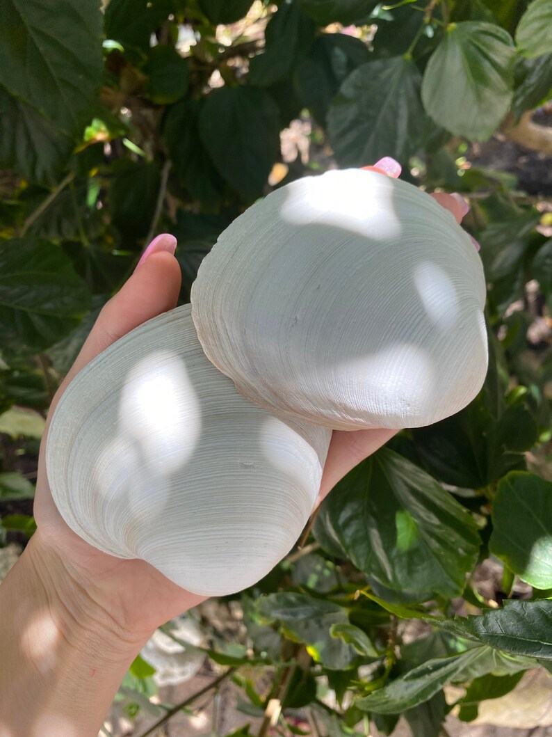 Seashell Southern Quahog Clam mercenaria Campechiensis 1 | Etsy