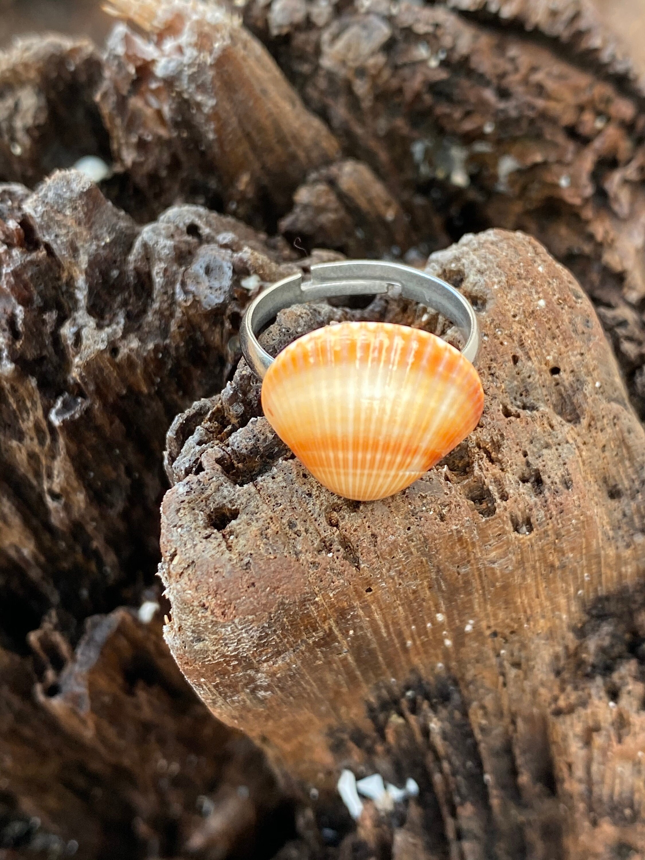 Red-brown Spectral Bittersweet Clam Seashell Ring