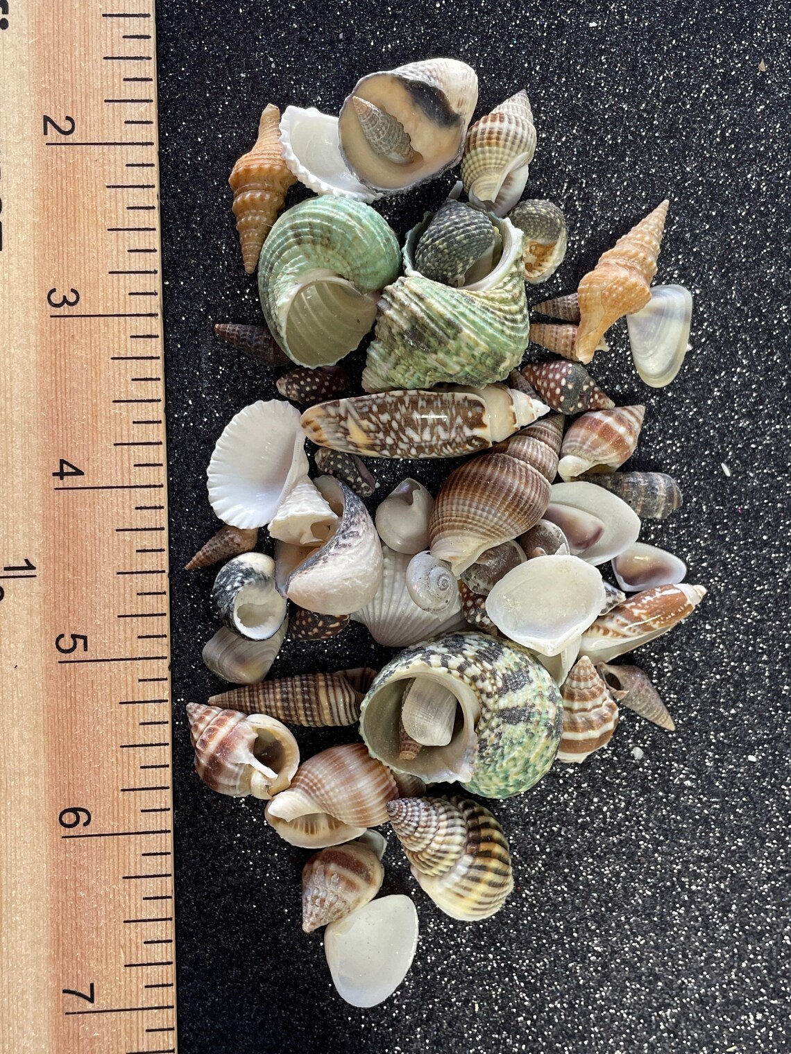 Seashells Philippine Medium-large Beach Wash Shell Mix 1/2 | Etsy