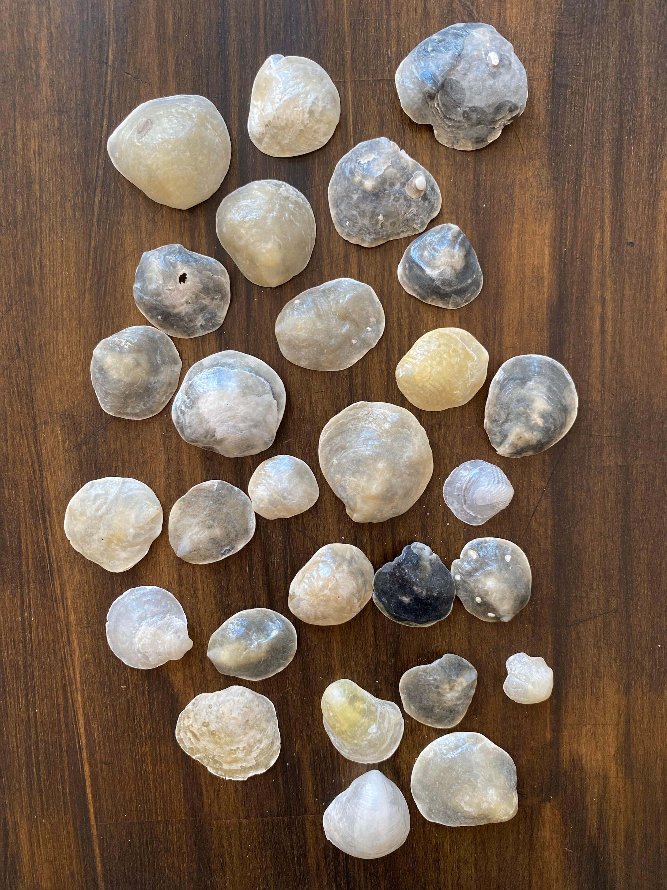Translucent Jingle Seashells | 10 Pieces