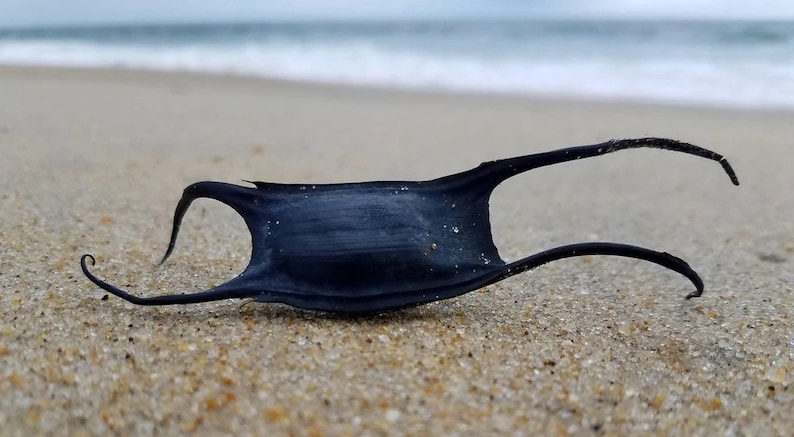 Nature Collection Mermaids Purse/shark Egg Case 1 Piece - Etsy