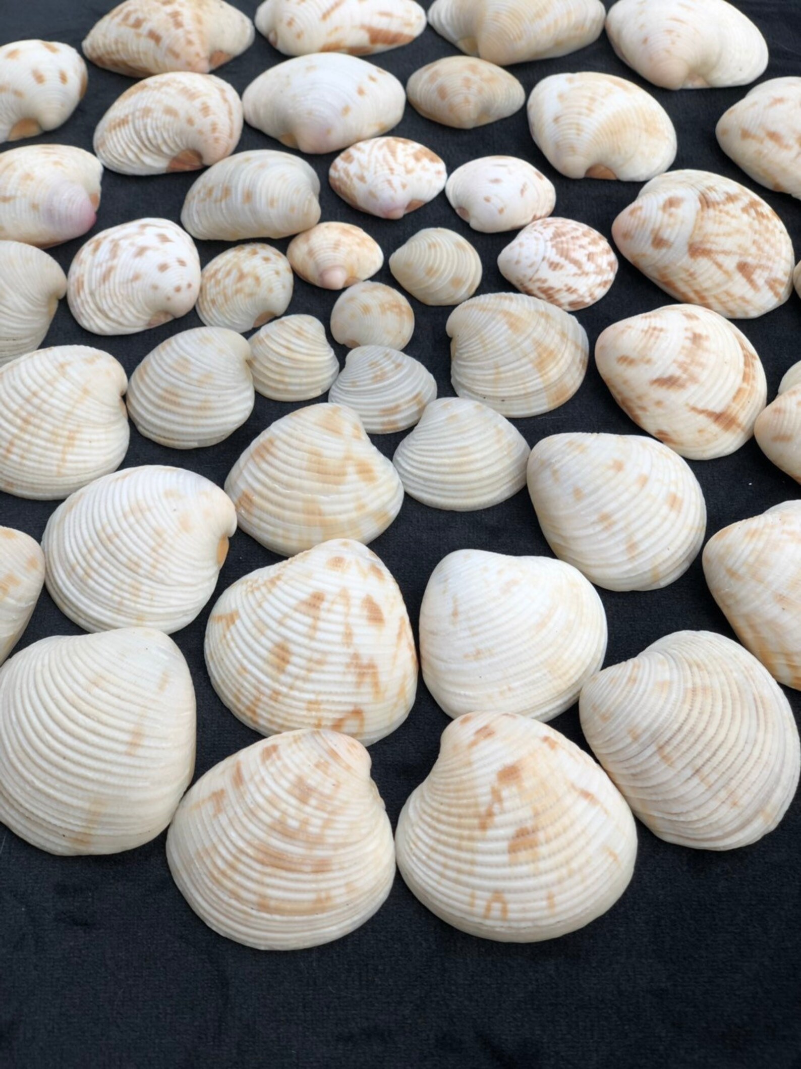 Lady-In-Waiting Venus Clam Seashells Chionopsis intapurpurea | Etsy