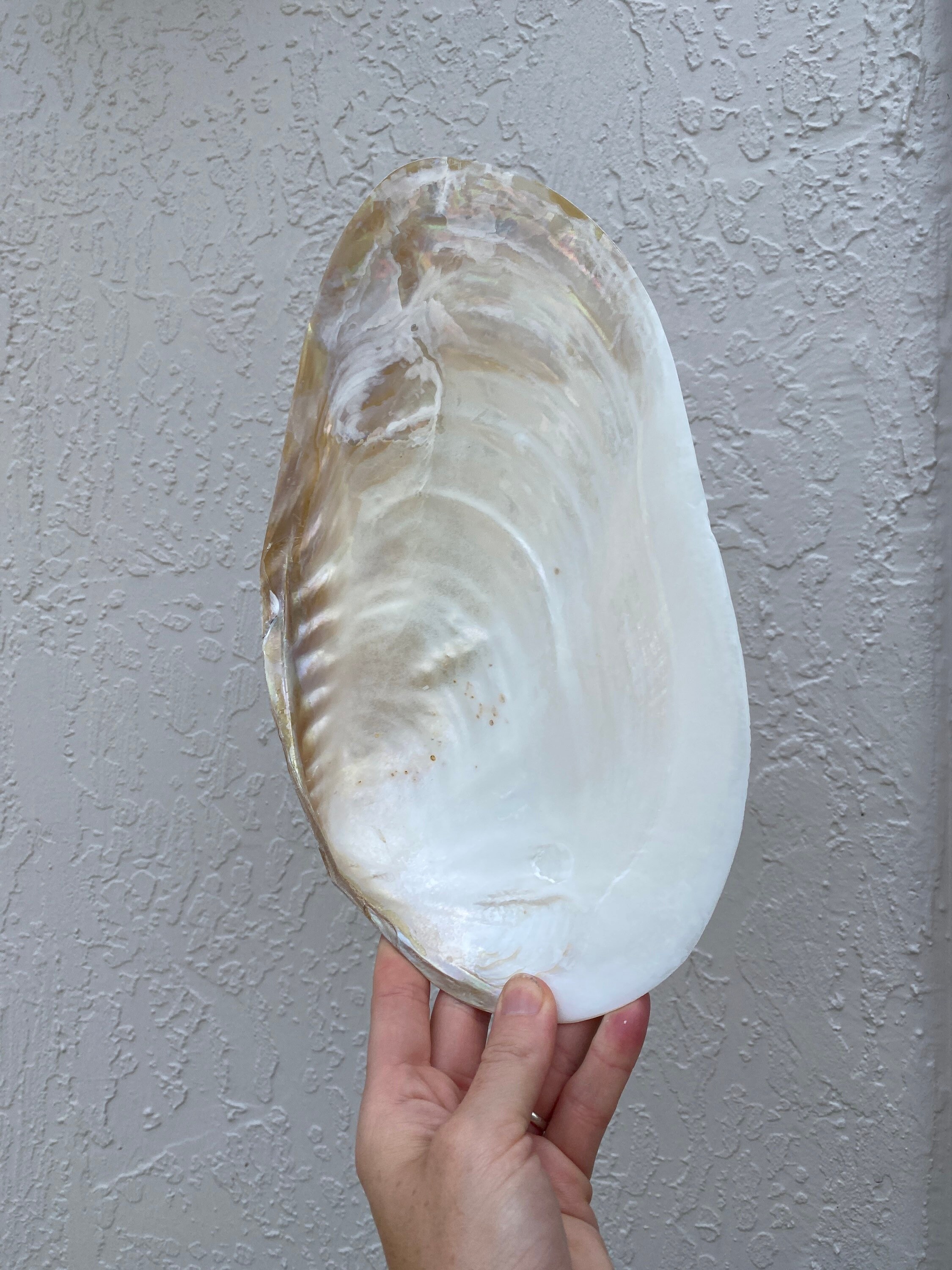 JUMBO 10” Pearled Clam Half | 1 Piece