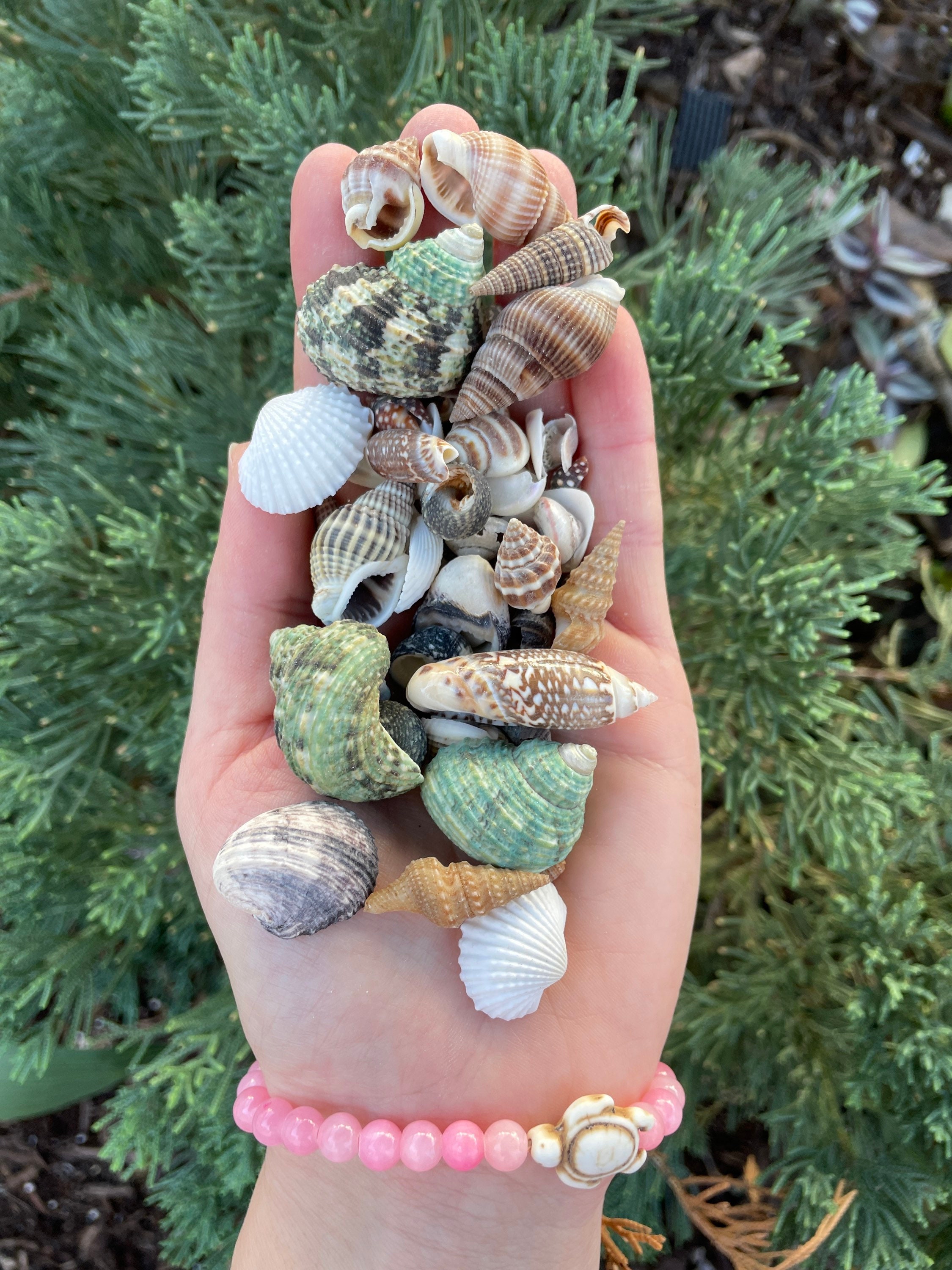 Seashells Philippine Medium-large Beach Wash Shell Mix 1/2 | Etsy