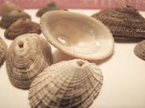 Seashell Lister's Keyhole Limpet 1 Piece Florida | Etsy