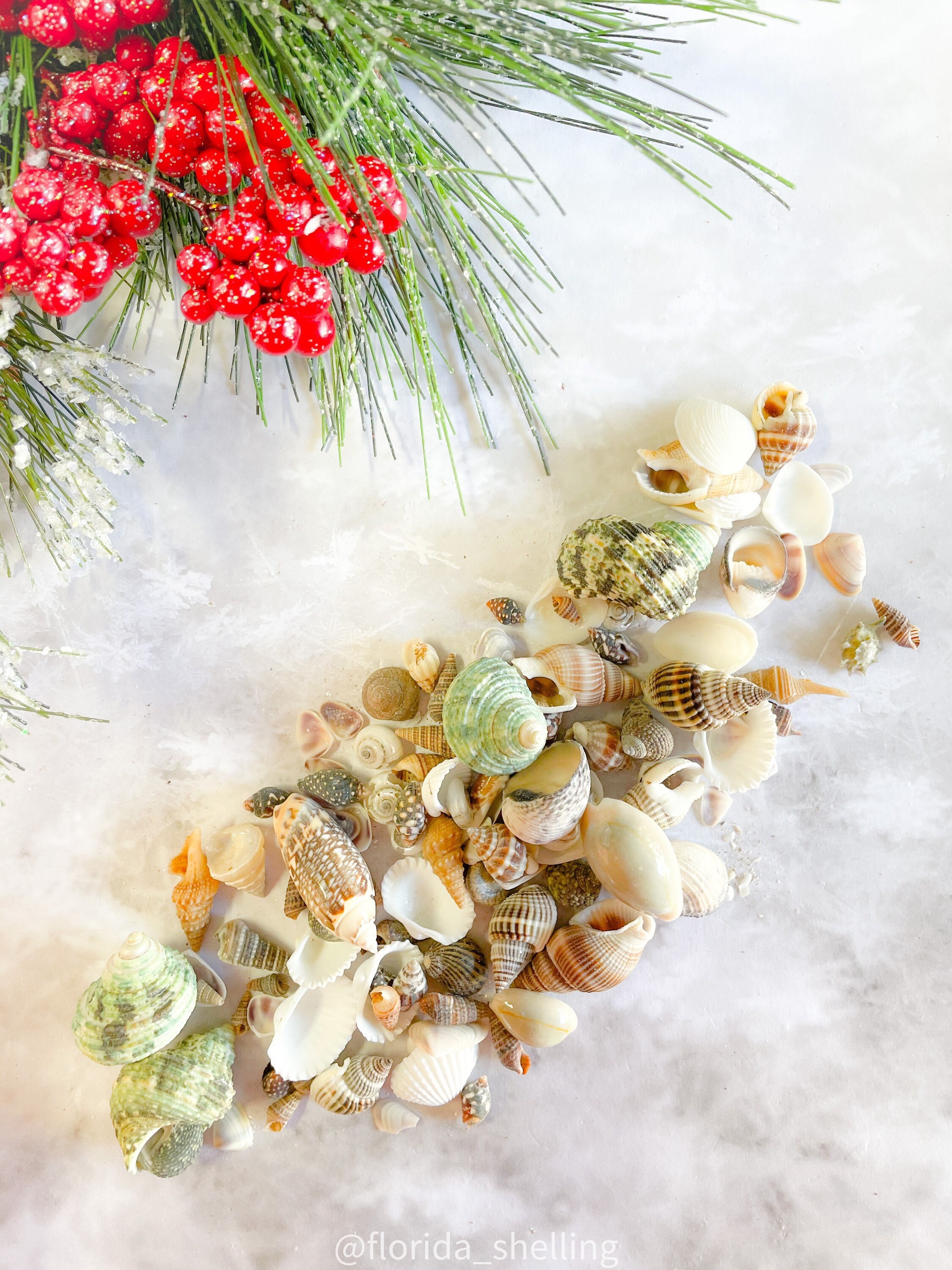 Seashells Philippine Medium-large Beach Wash Shell Mix 1/2 | Etsy