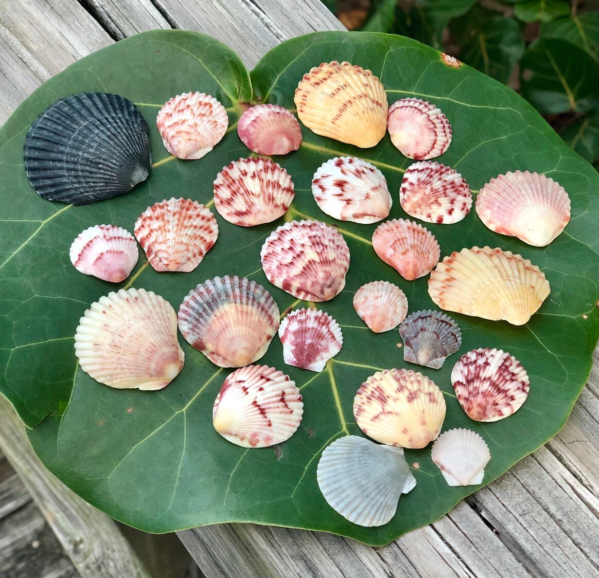 Atlantic Calico Scallop Seashells from Palm Beach, Florida