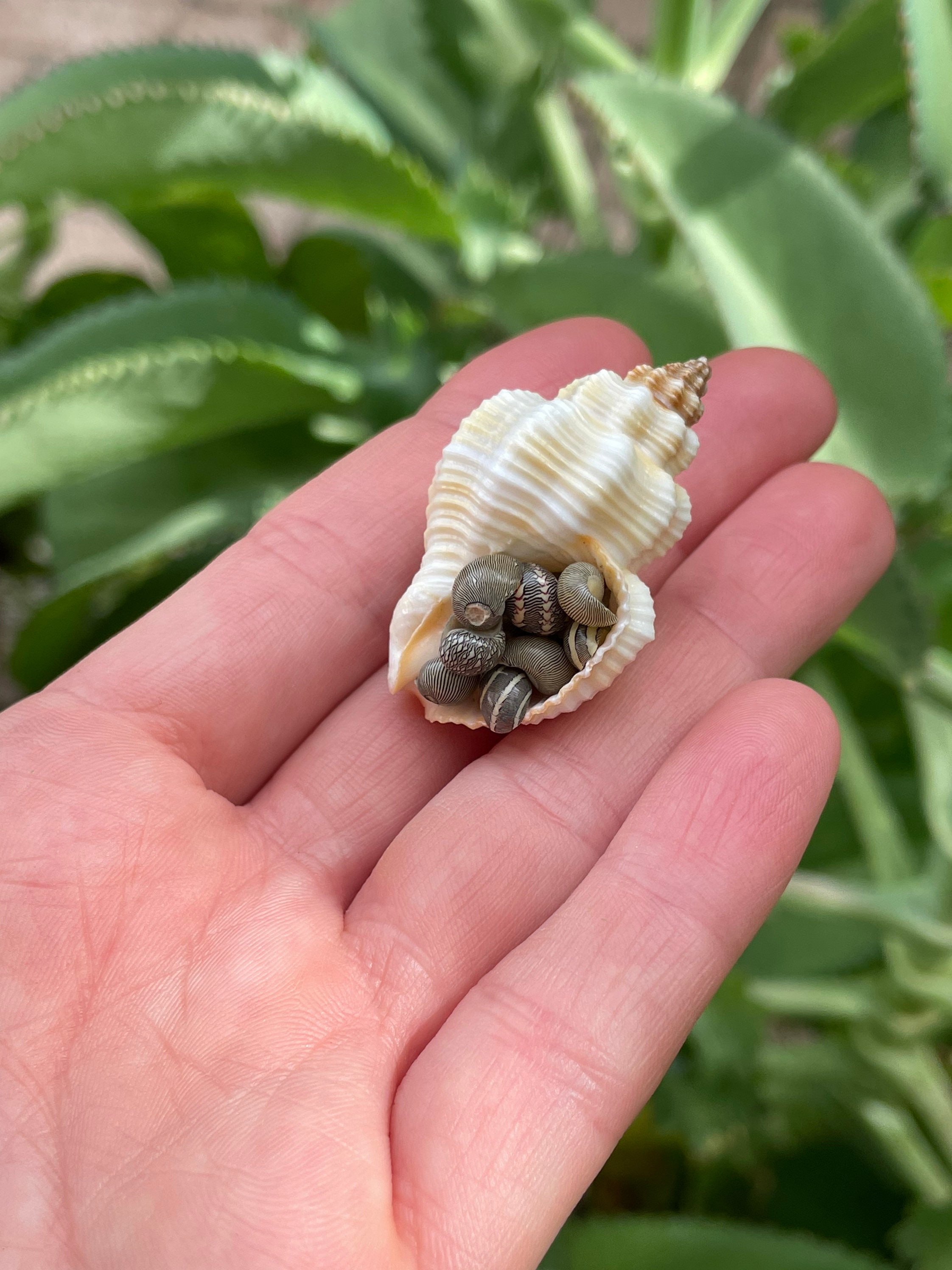 Paper, Party & Kids Kids' Crafts Embellishments Tiny Nerita Natural ...