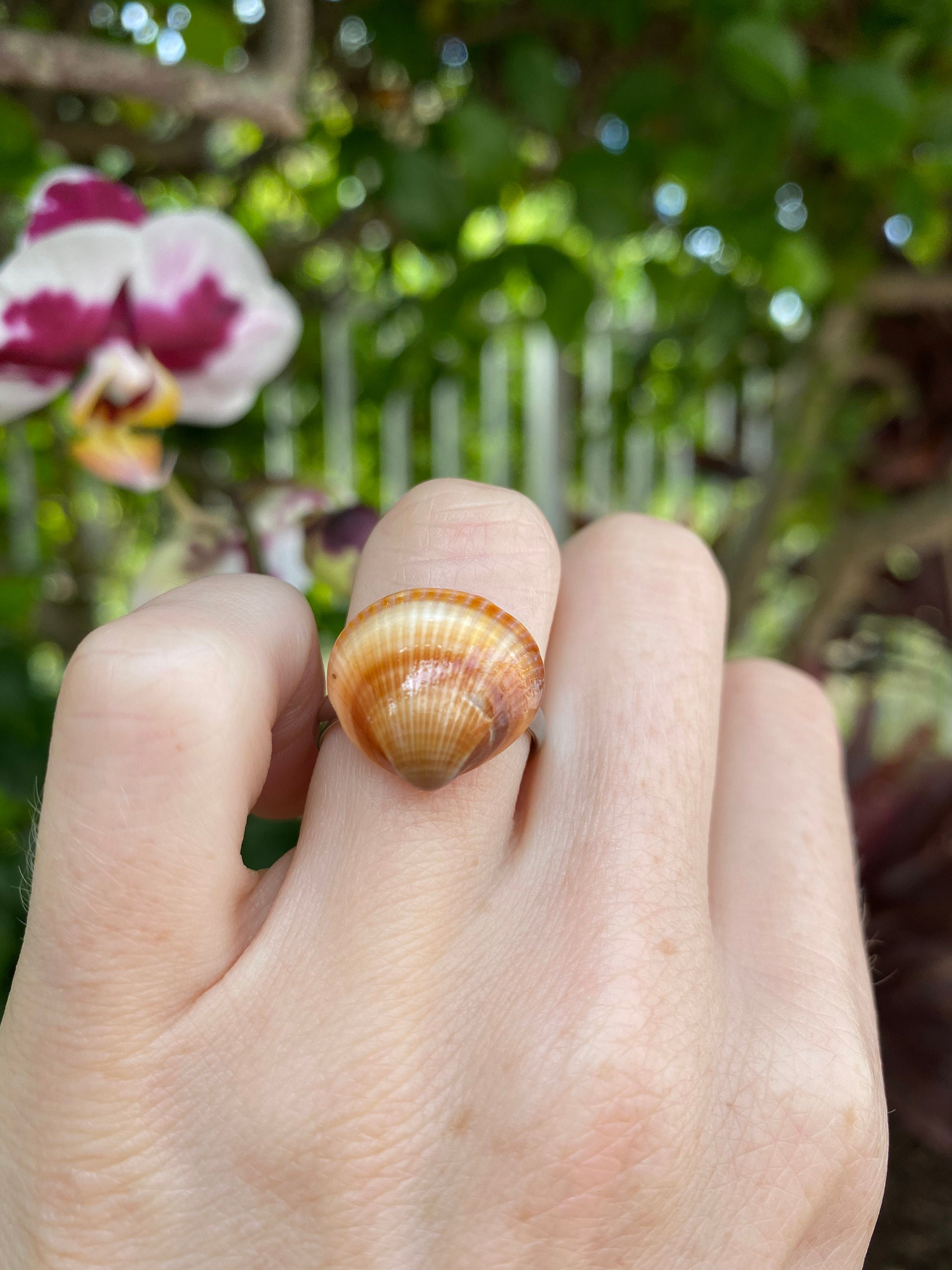 Red-brown Spectral Bittersweet Clam Seashell Ring