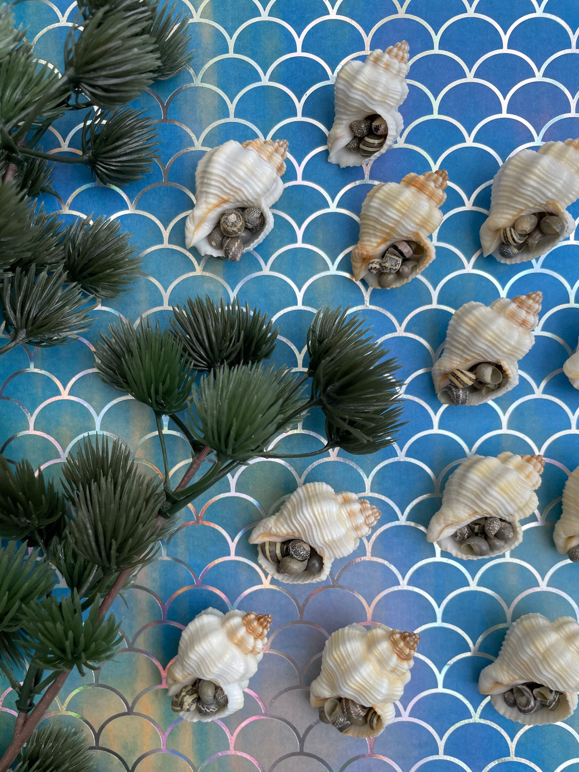 Paper, Party & Kids Kids' Crafts Embellishments Tiny Nerita Natural ...