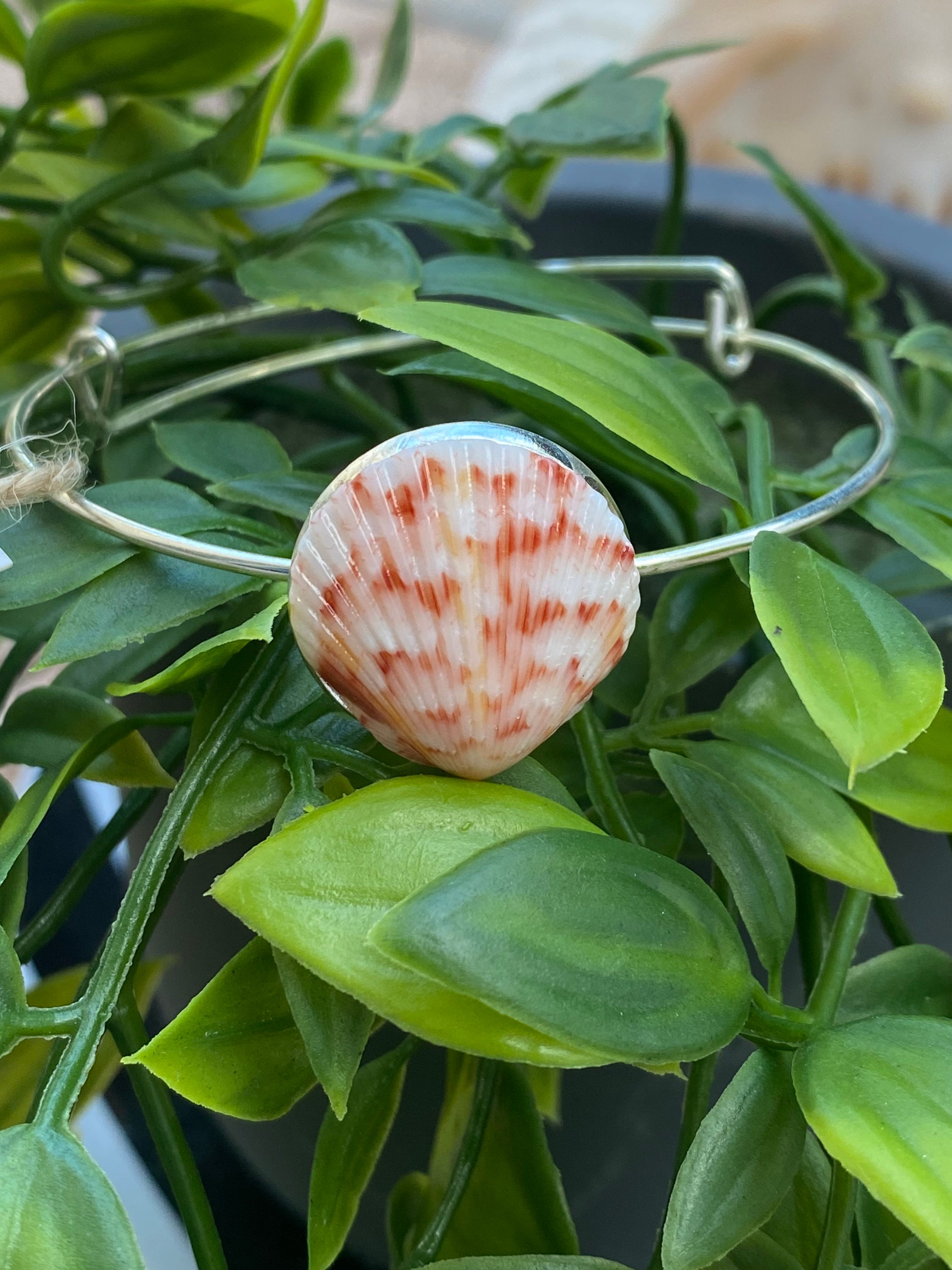 Florida Calico scallop seashell adjustable bangle bracelet