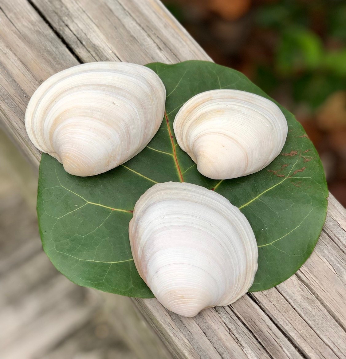 Seashell Southern Quahog Clam Mercenaria campechiensis 4 | Etsy