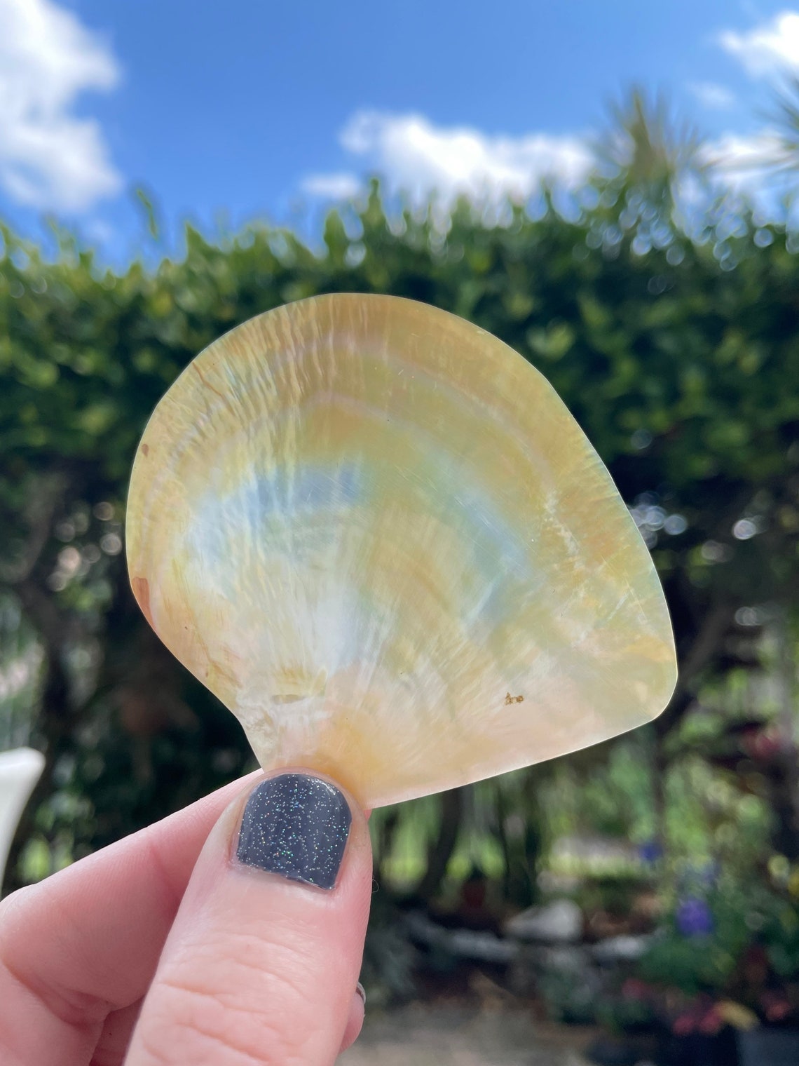 Seashell Gold Lip Mother of Pearl Shell 1 Piece Shell | Etsy