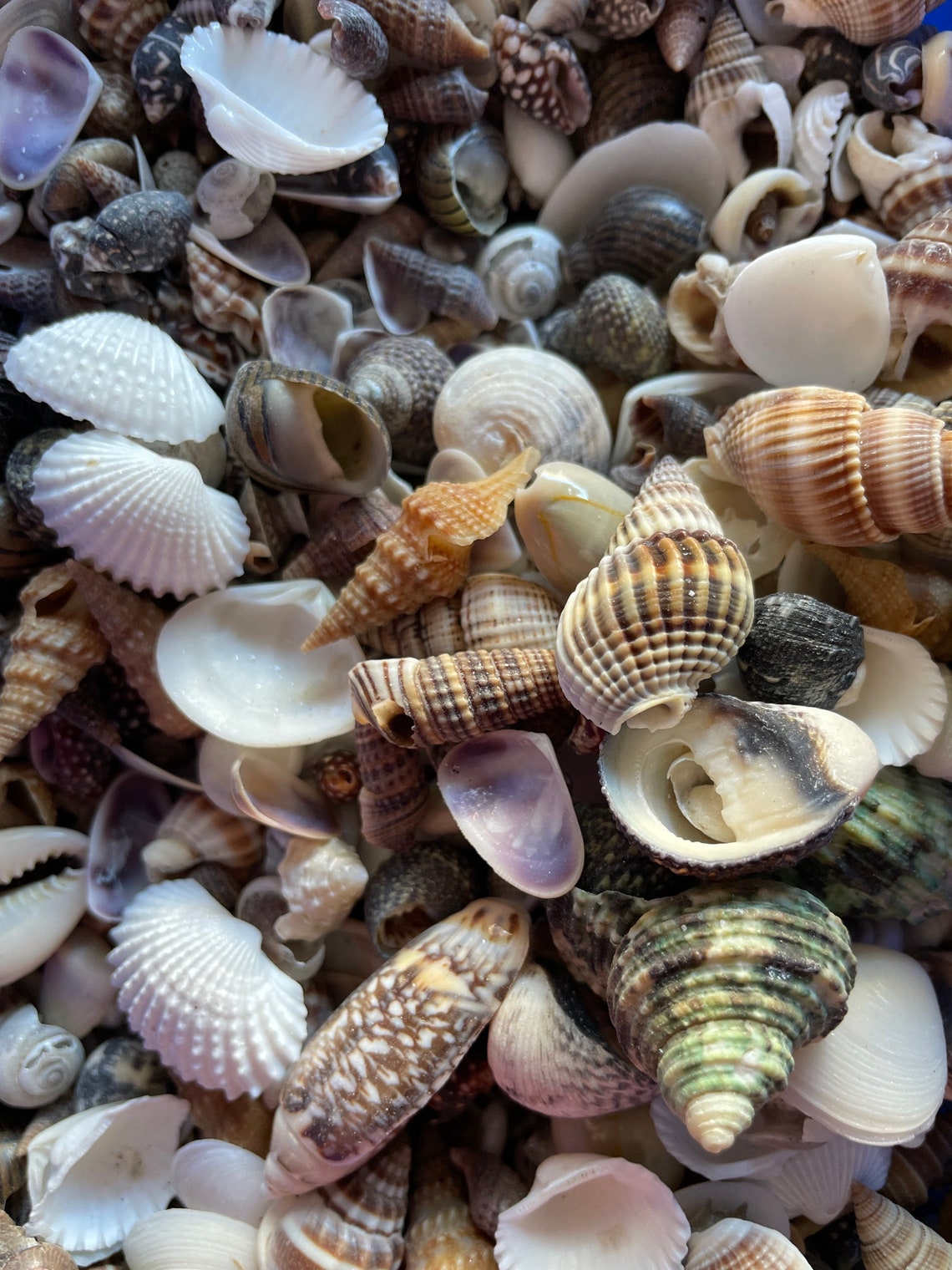Seashells Philippine Medium-large Beach Wash Shell Mix 1/2 | Etsy