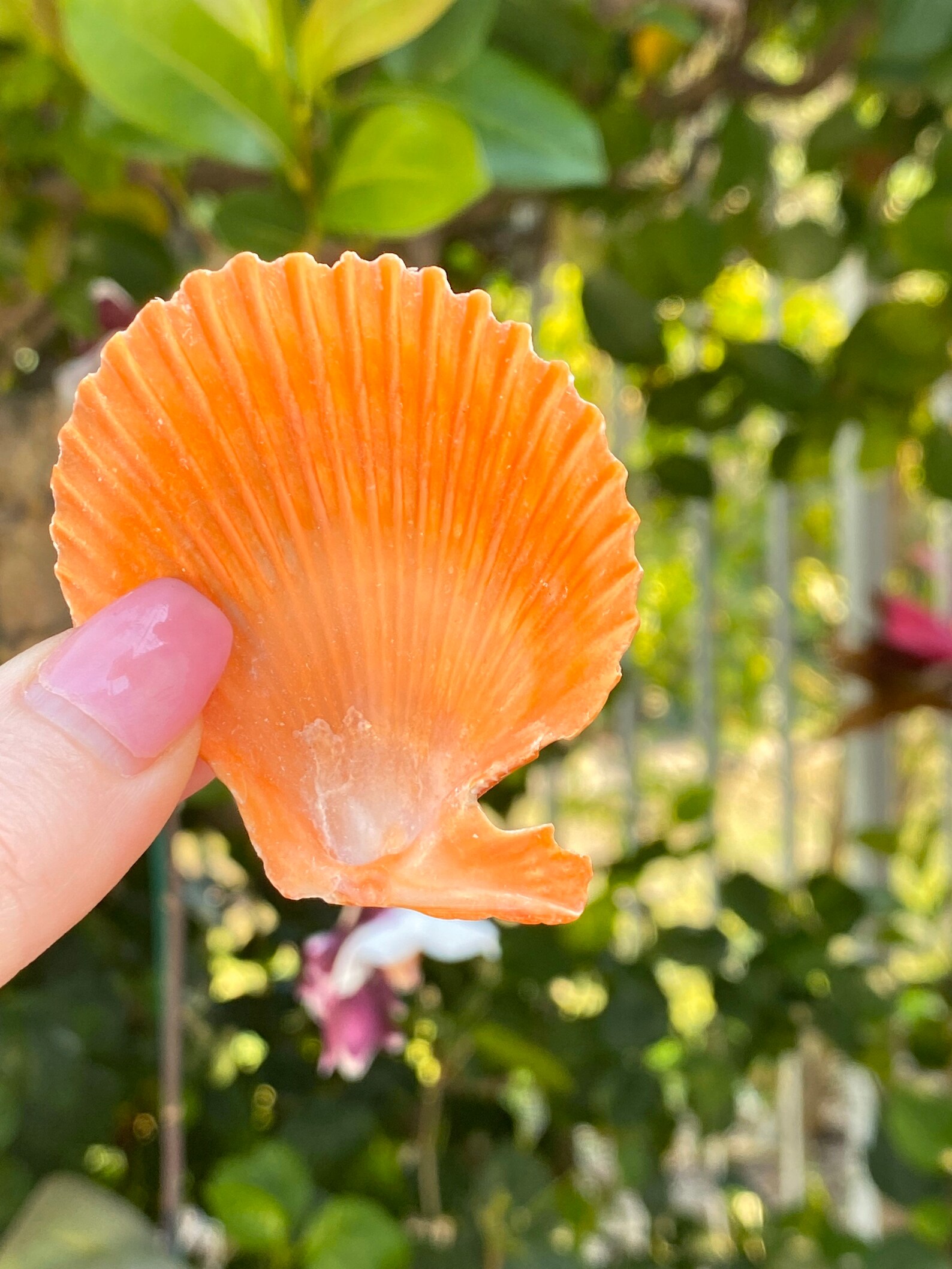 Seashell Large Pecten Scallop pecten Maximus 4oz | Etsy