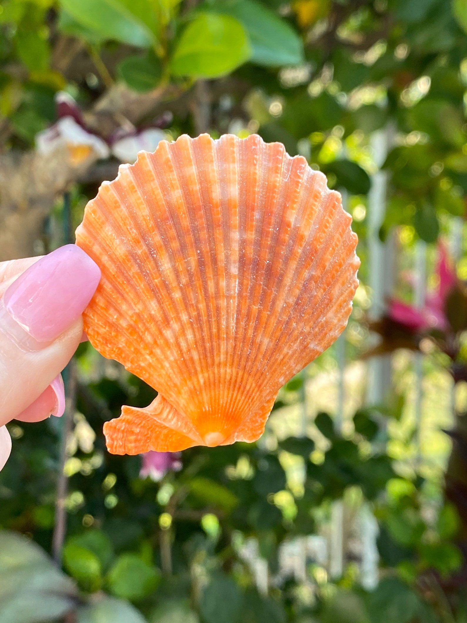 Seashell Large Pecten Scallop pecten Maximus 4oz | Etsy