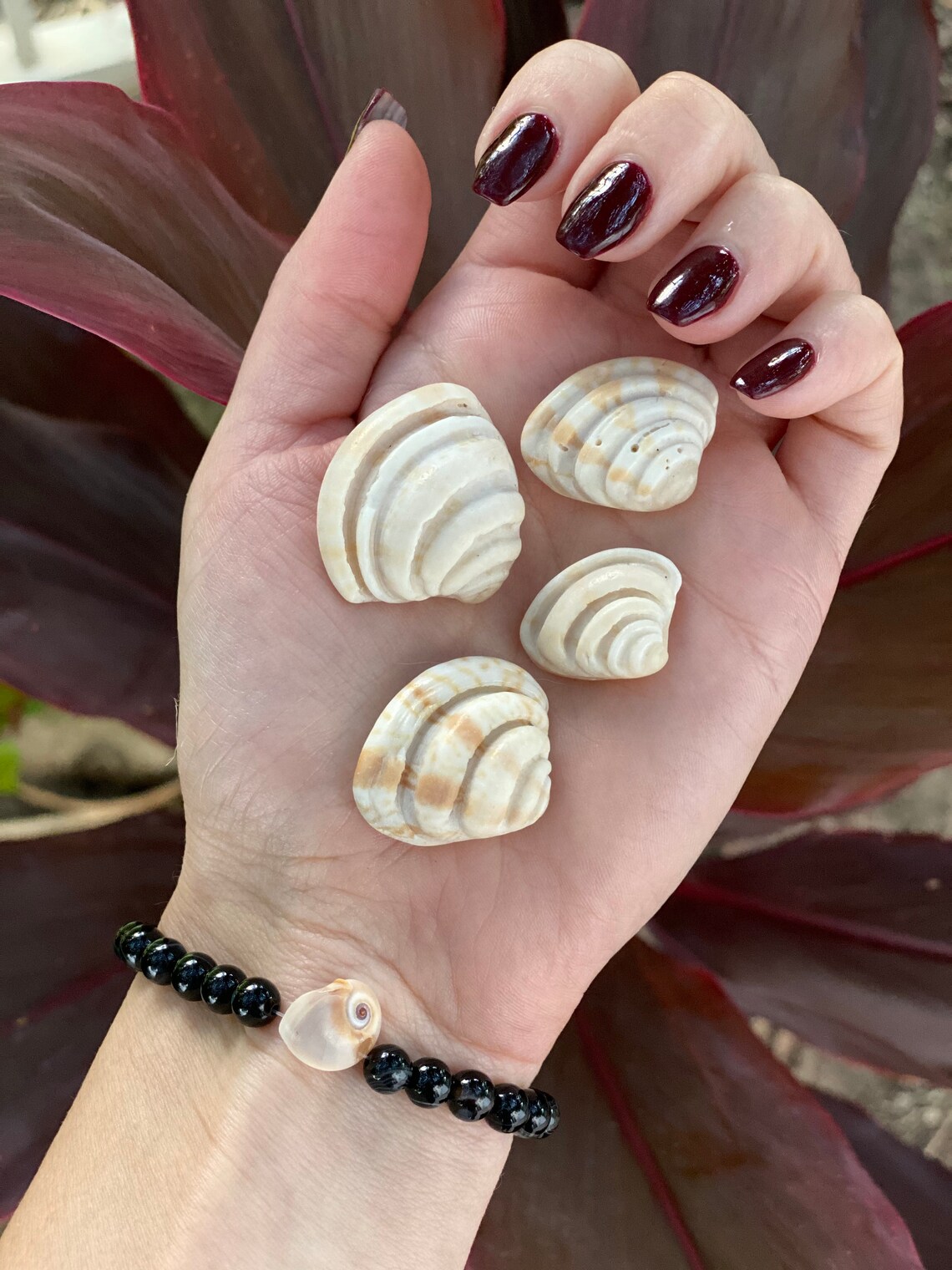 Seashell RARE Imperial Chunky Venus Clam 1 | Etsy