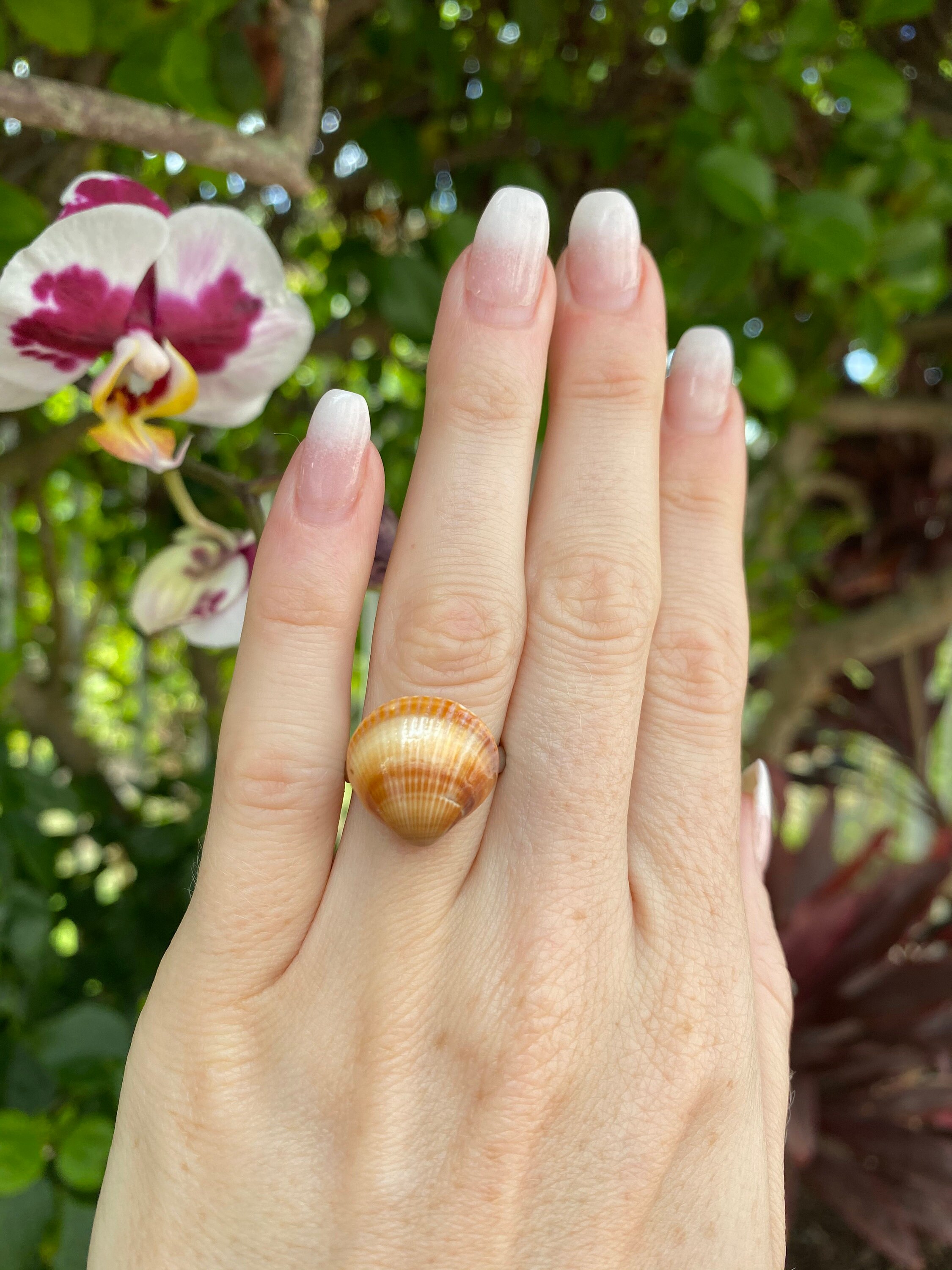 Red-brown Spectral Bittersweet Clam Seashell Ring