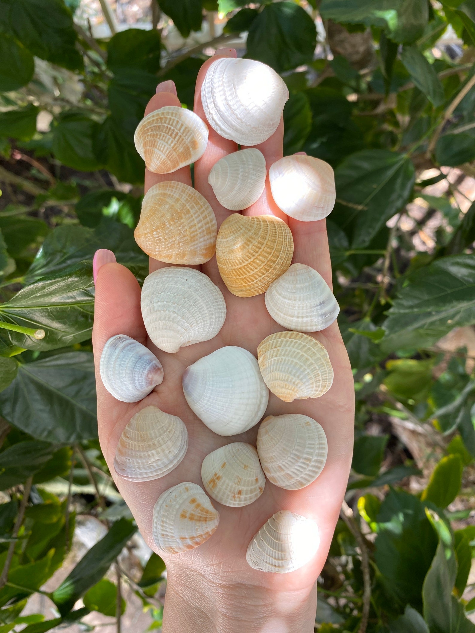 Seashell Cross-barred Venus Clam Seashells chione | Etsy