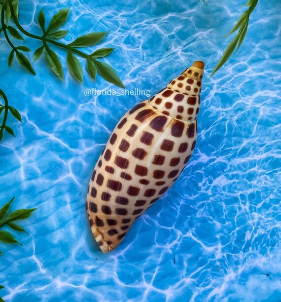 Rare Seashell Junonia/junos Volute scaphella Junonia 1 | Etsy