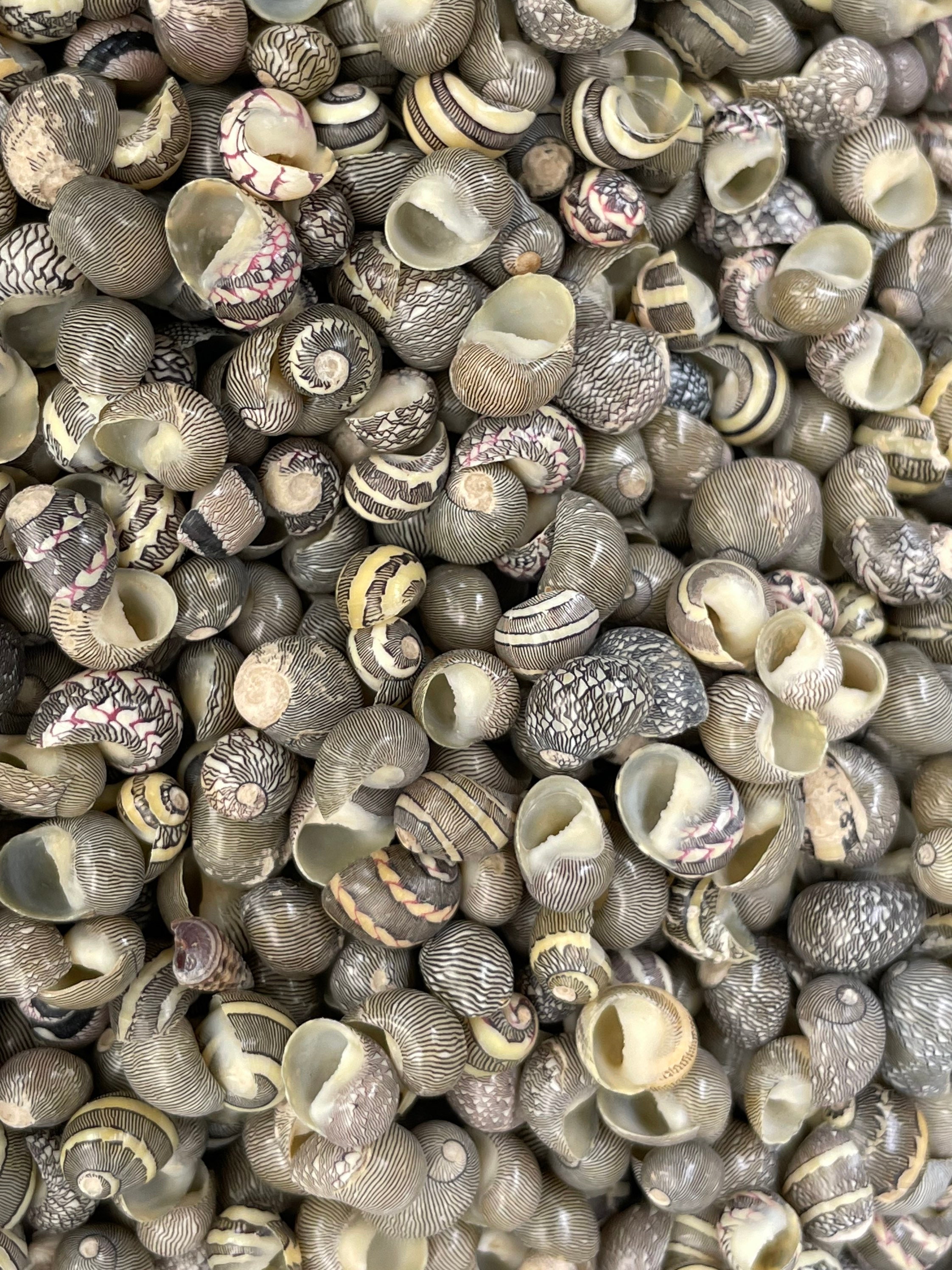 Paper, Party & Kids Kids' Crafts Embellishments Tiny Nerita Natural ...