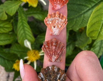 Florida Seashells - Etsy