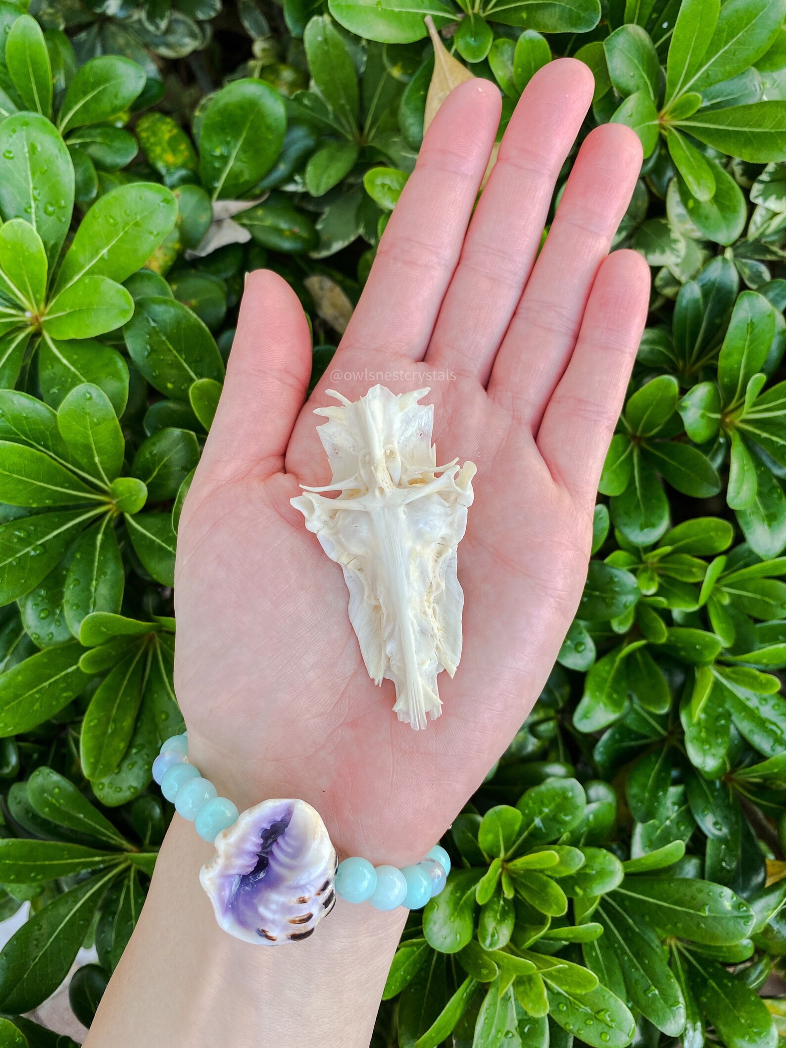 Nature Collection Crucifix Fish Bone/Sailcat Fish | Etsy