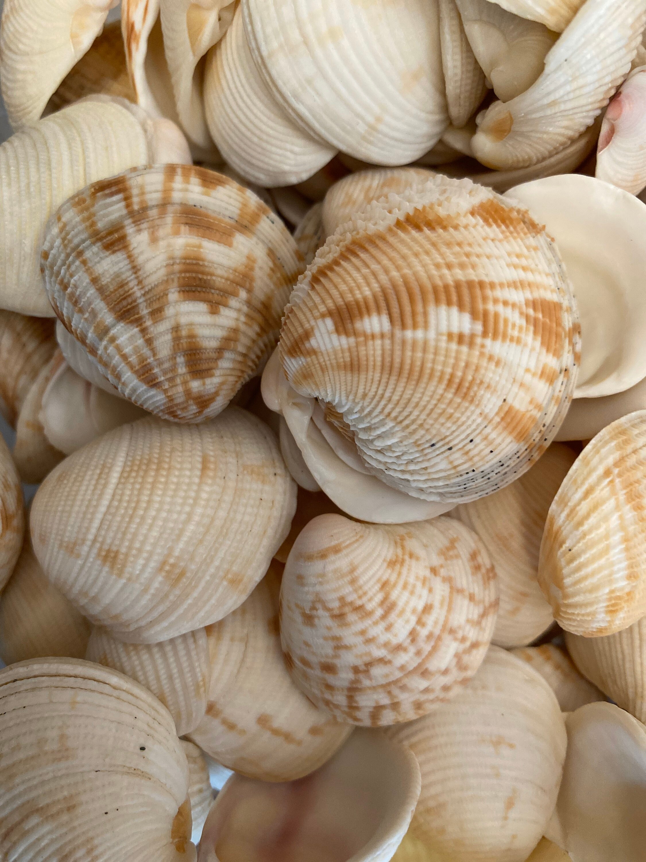 Lady-In-Waiting Venus Clam Seashells | 10 Pieces