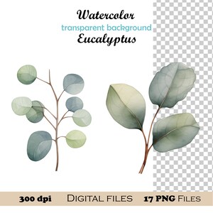 17 Png Watercolor Eucalyptus Png Leaves Clipart, Eucalyptus Shower ...